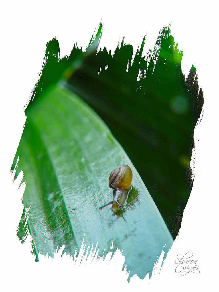 Snail on the arch - People and Animals - Topaz Community