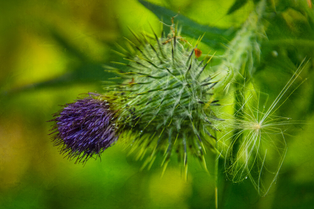 "Thistle" - Scenery and Architecture - Topaz Community