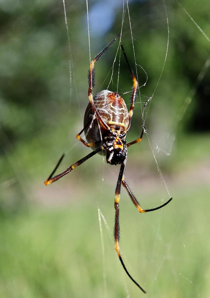 Spider Macro ... The Web Spinner - (Camera JPEG) - Keeping it Natural ...