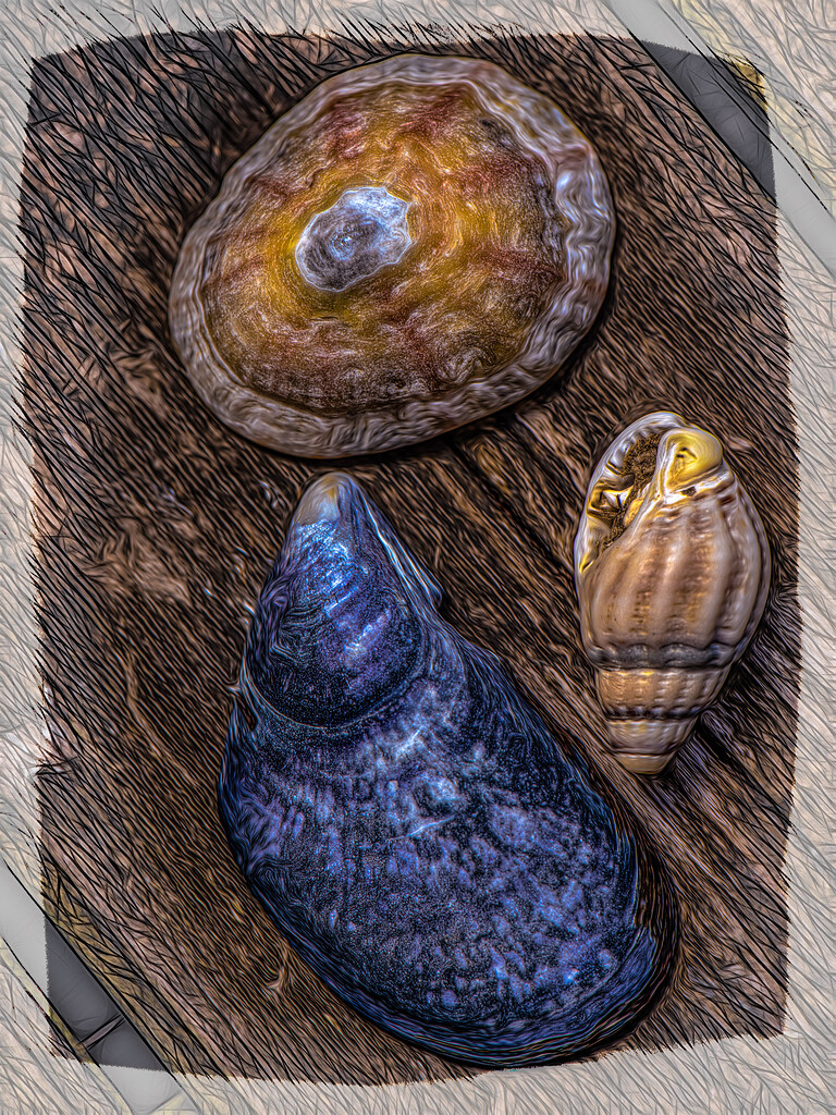 Shell Collection - Other Cool Photos - Topaz Community