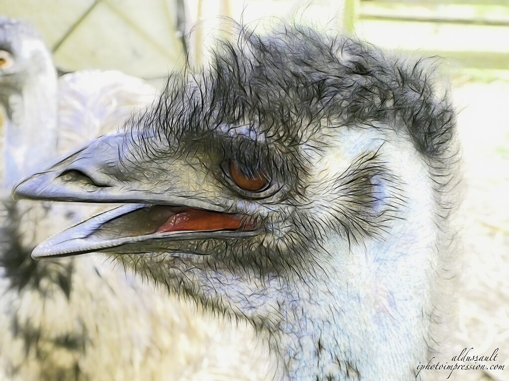 Animal fun - People and Animals - Topaz Community