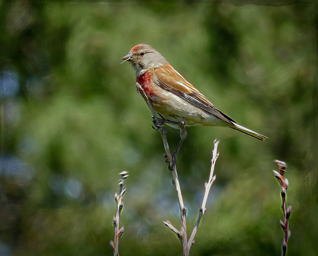 A Laid-Back Linnet - People and Animals - Topaz Community