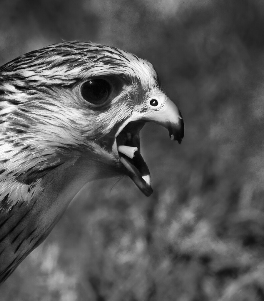 Hawk! - People and Animals - Topaz Community