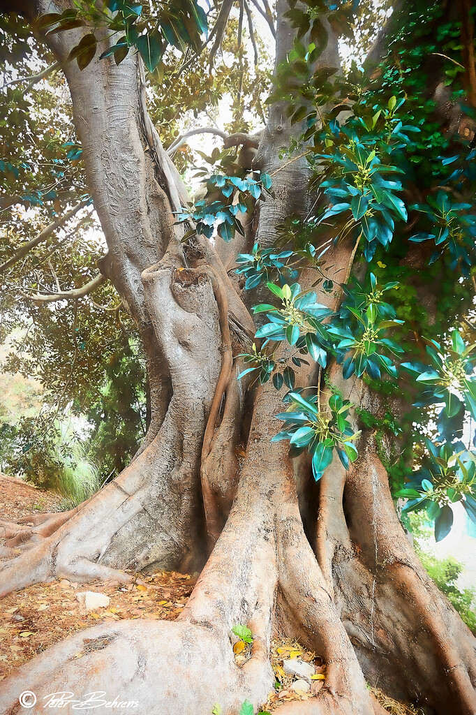 The big tree - Other Cool Photos - Topaz Community