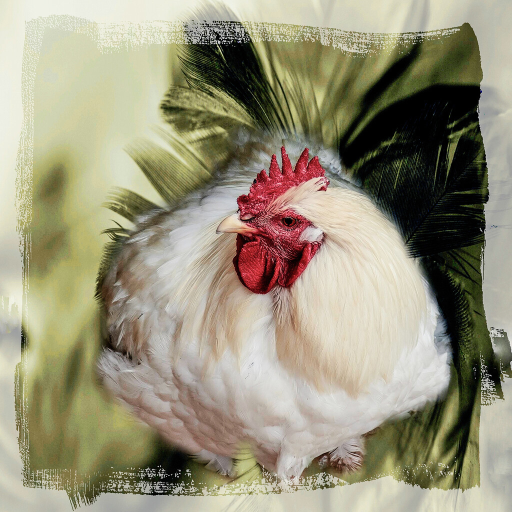 Mrs Hen - People and Animals - Topaz Community