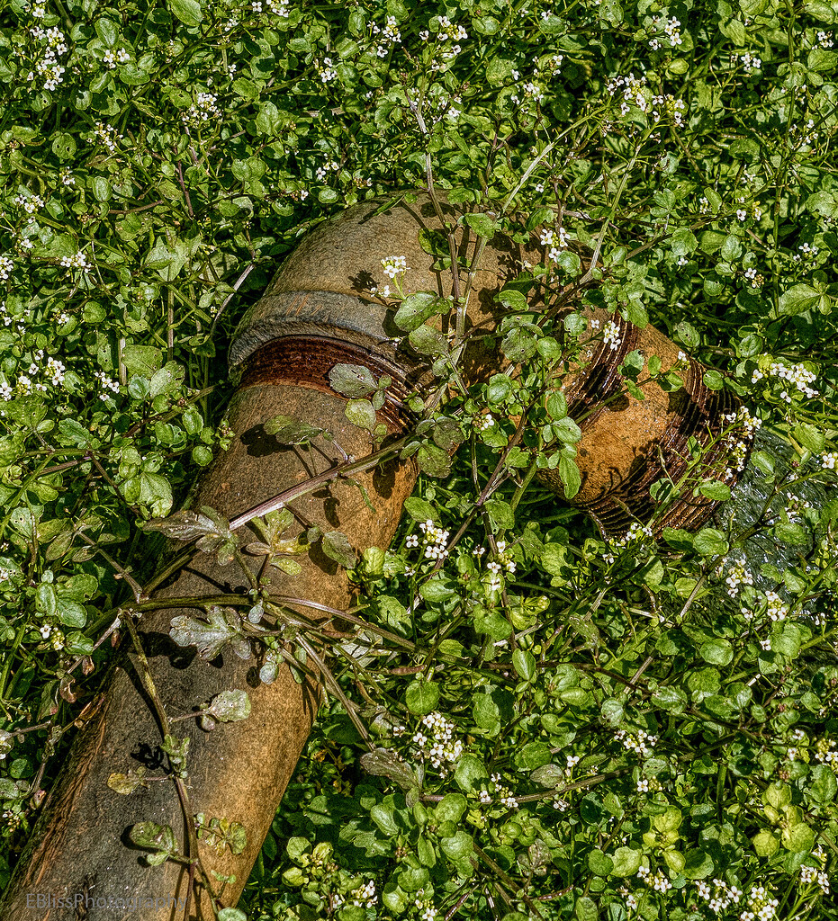Drainage pipe and flowers - Other Cool Photos - Topaz Community