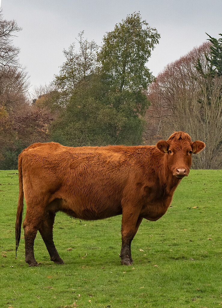 Limousin - People and Animals - Topaz Community