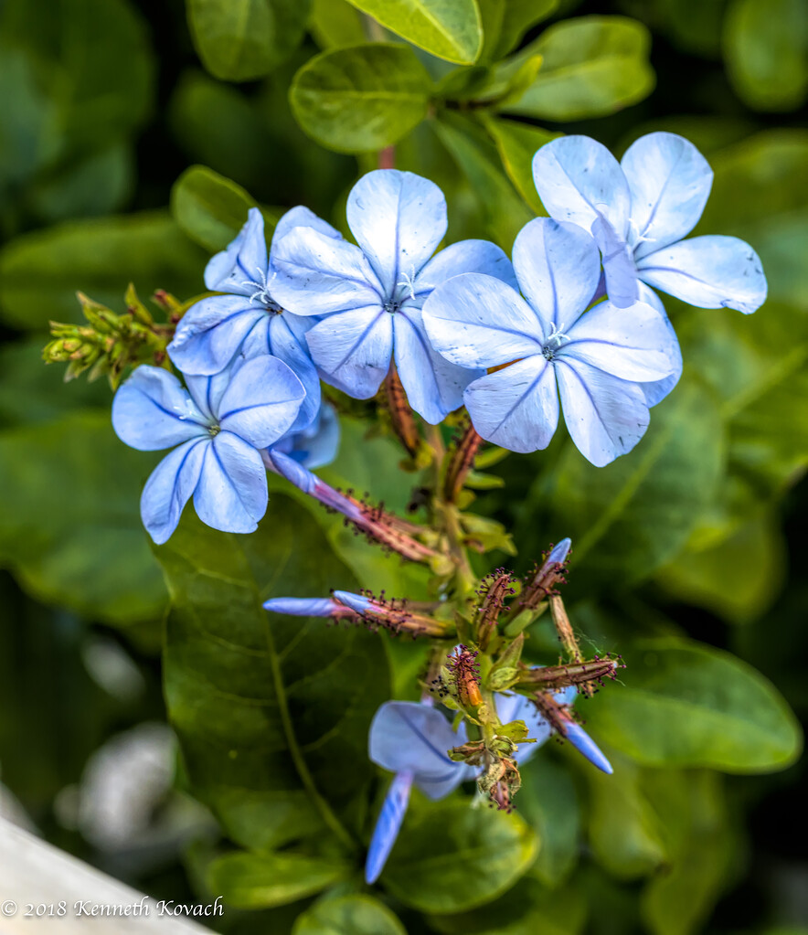 Blue Flowers - Other Cool Photos - Topaz Community