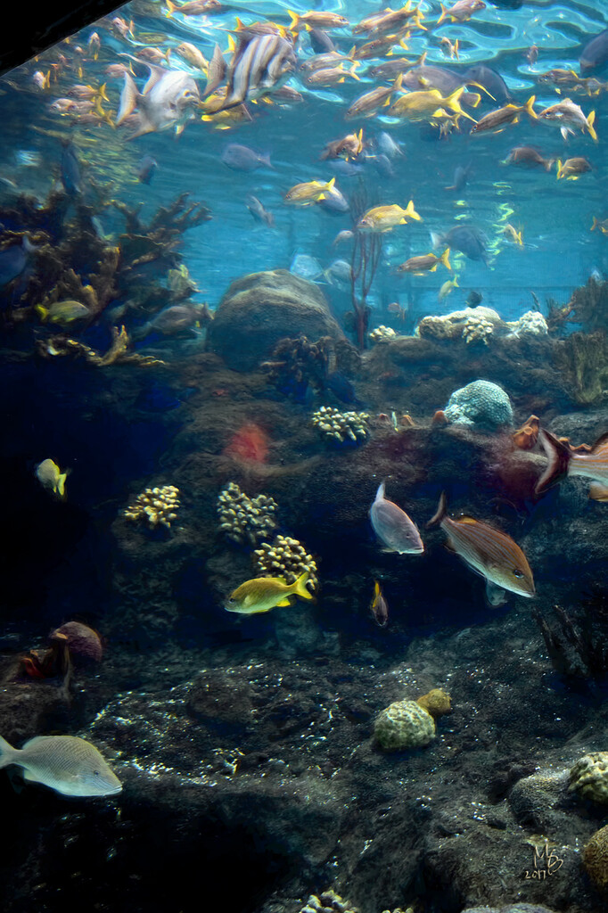 Something's fishy - People and Animals - Topaz Community