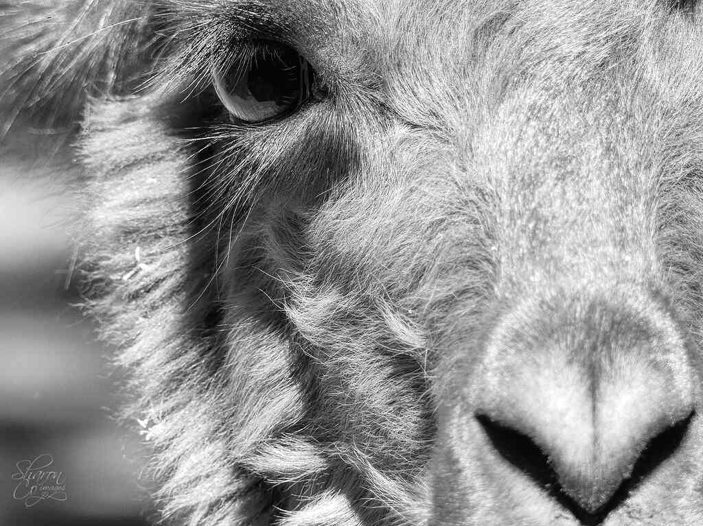 Alpaca stare - People and Animals - Topaz Community