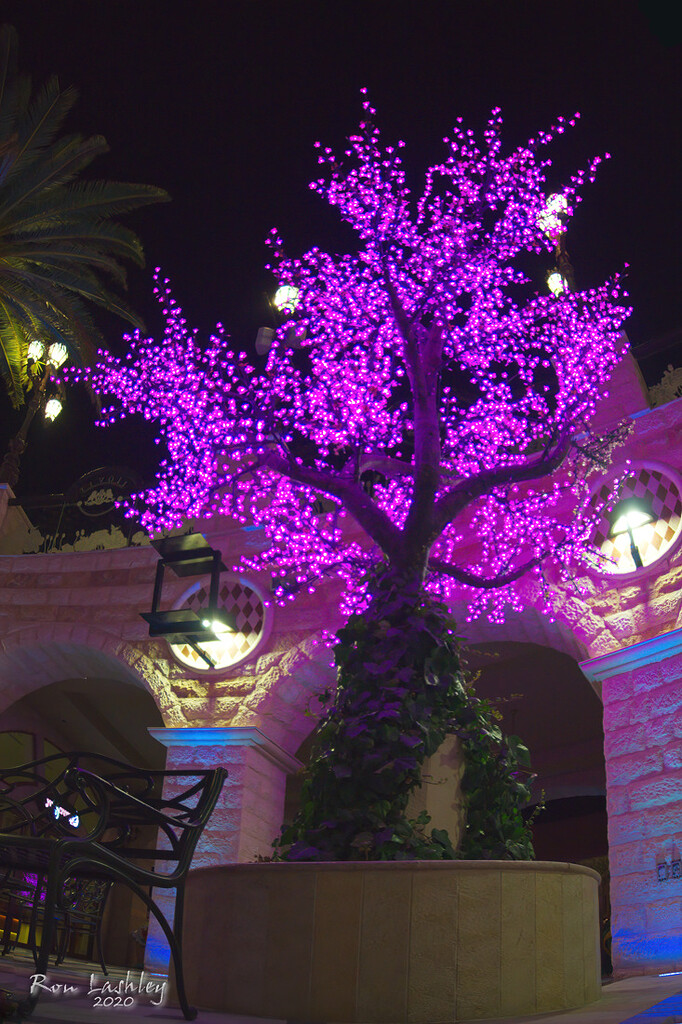 Tree of light - Other Cool Photos - Topaz Community