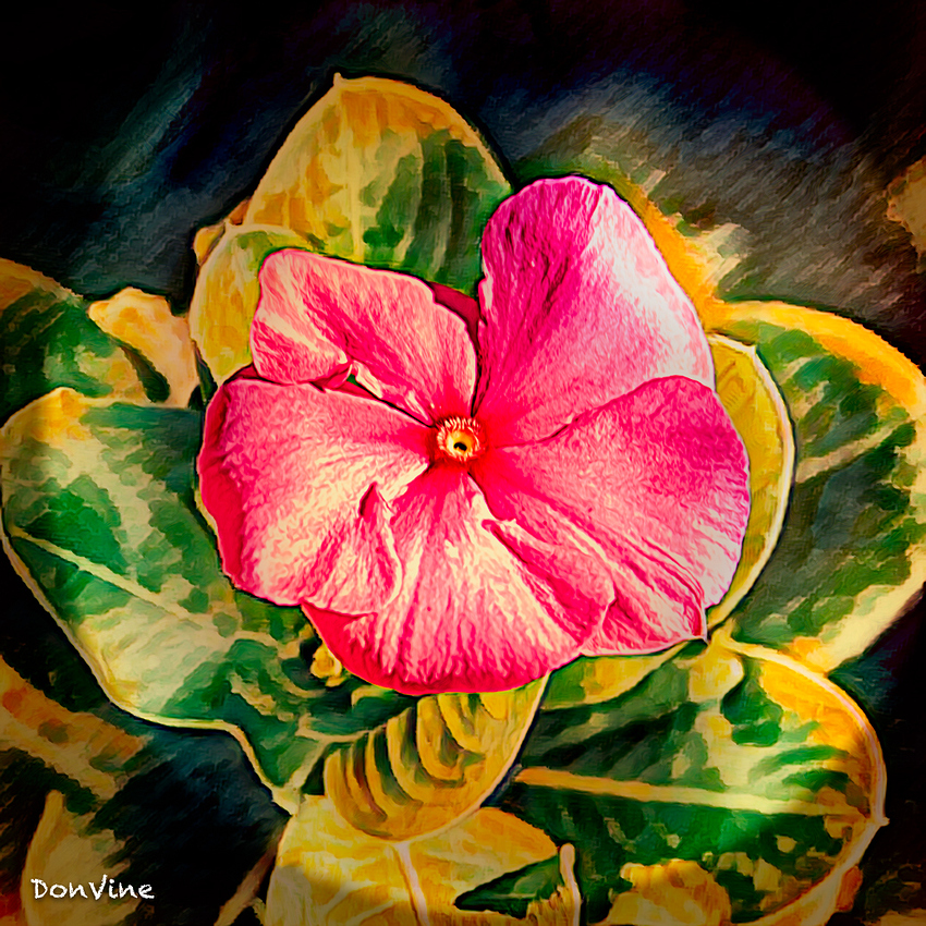 A Pink Anonymosity growing in the backyard - Scenery and Architecture ...