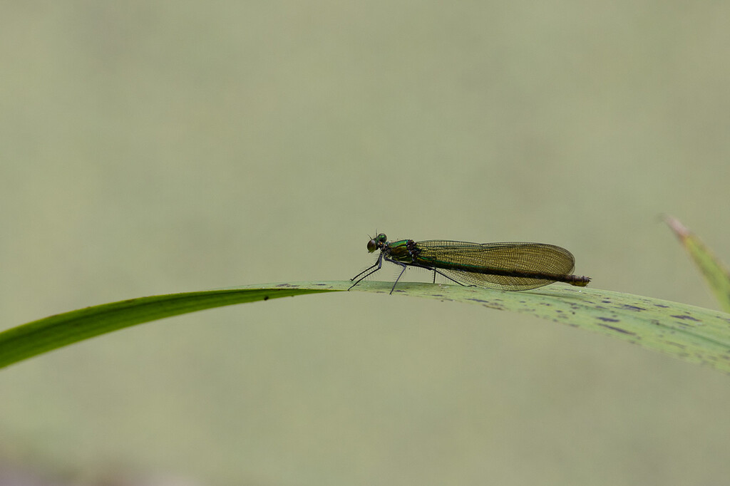 Colors are distorted - Bugs and Issues - Topaz Community