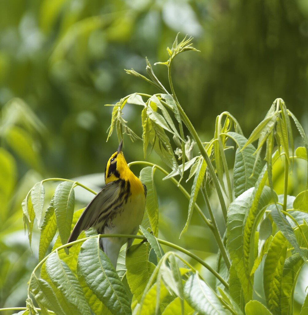 Poor color rendering of ARW (Sony RAW) files - Bugs and Issues - Topaz ...