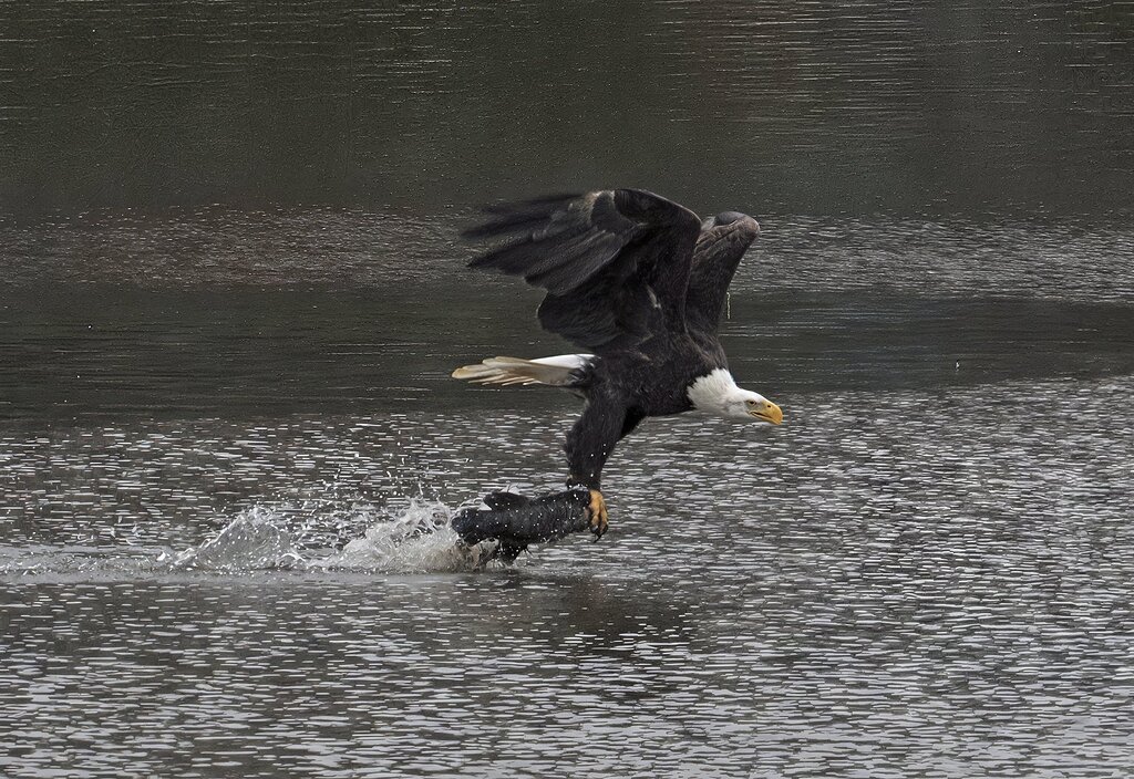 AI ignored clear features and turned feathers into fur. Back to the ...