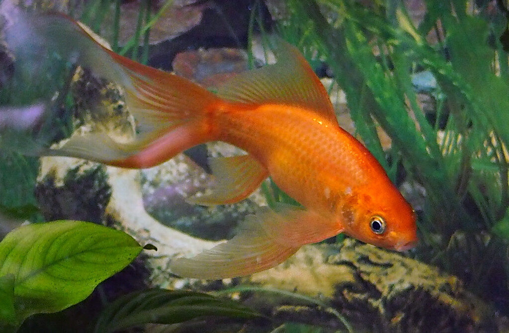 Looking for the best rendition of our Goldfish - People and Animals ...