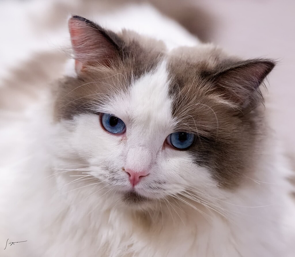 Artifact V2.01 Win 10 - Bugs and Issues - Topaz Community