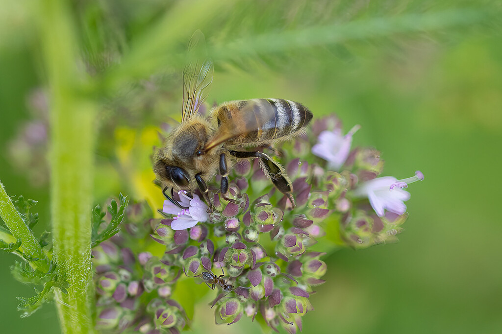 Images to bright in Topaz Phot AI 1.3.11 - Bugs and Issues - Topaz ...