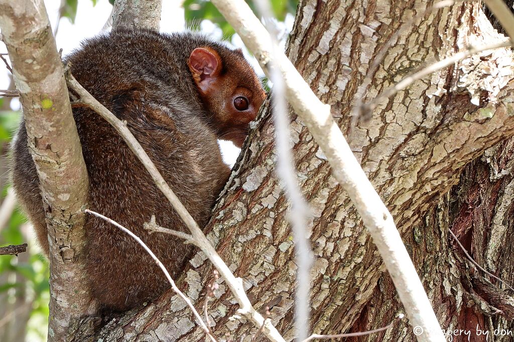 Australian Tree Rats ... :) - People and Animals - Topaz Community