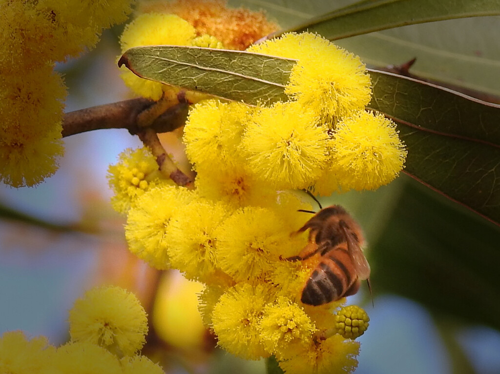 Wattle bee, will be - People and Animals - Topaz Community