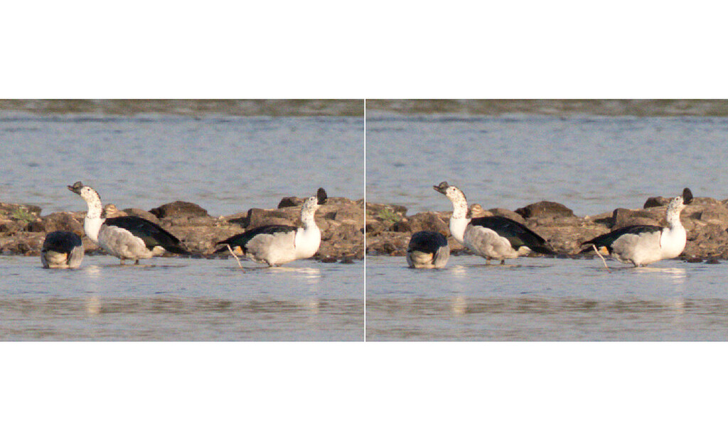 Faults at completion of each processing - Bugs and Issues - Topaz Community