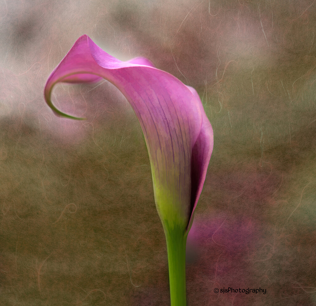 Pink Calla Lilly - Keeping it Natural - Topaz Community