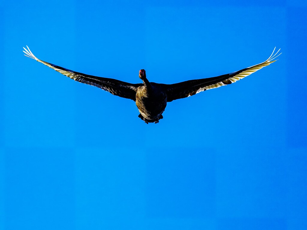 Checkerboarding - Bugs and Issues - Topaz Community