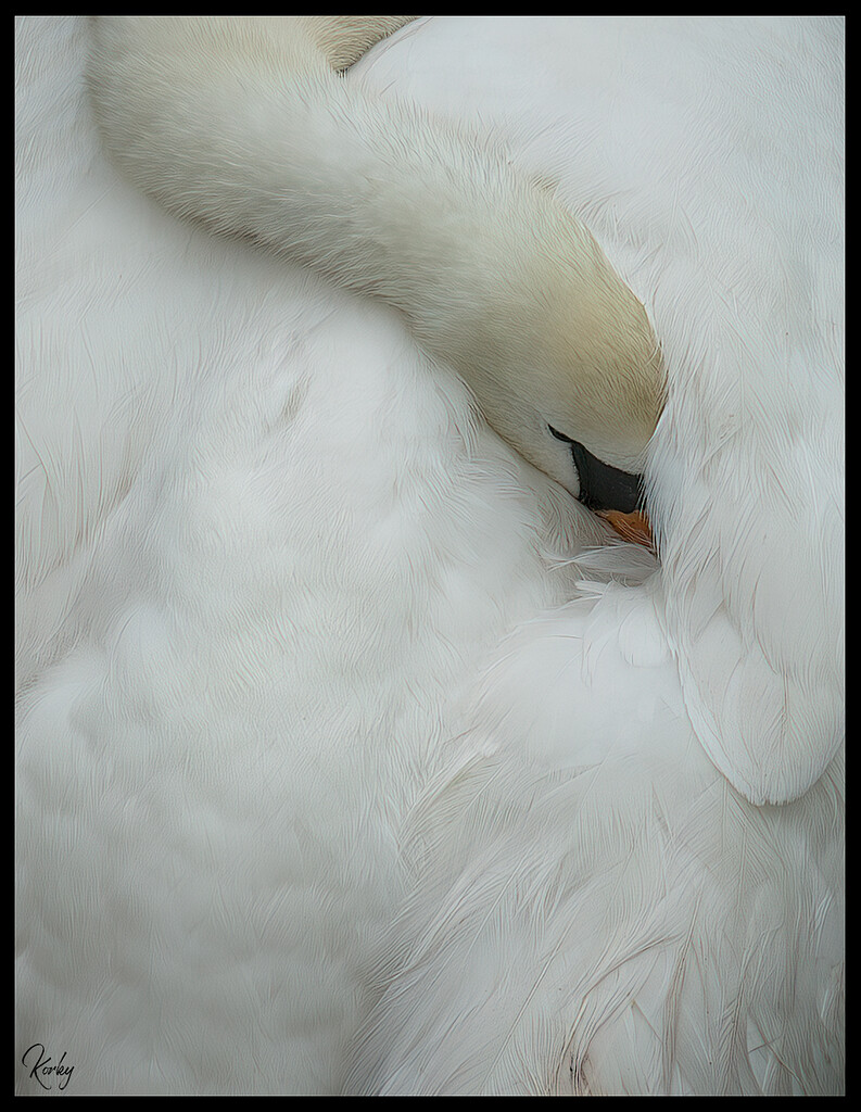 Snuggled Down - People and Animals - Topaz Community
