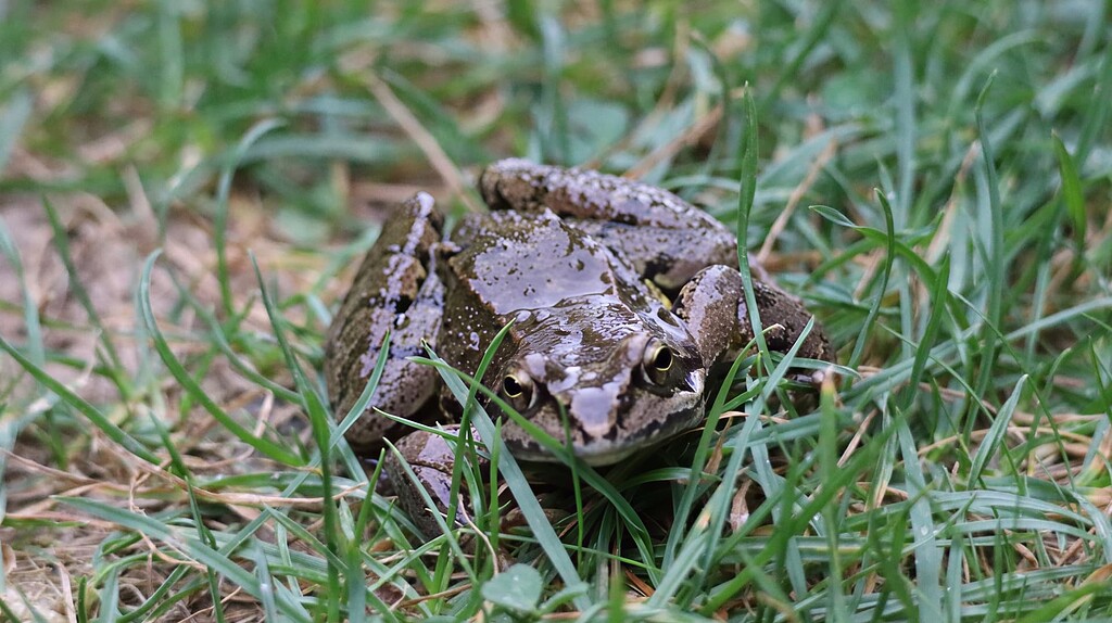 Sharpening a wet frog using Topaz Photo AI Focus v.2 - Keeping it ...