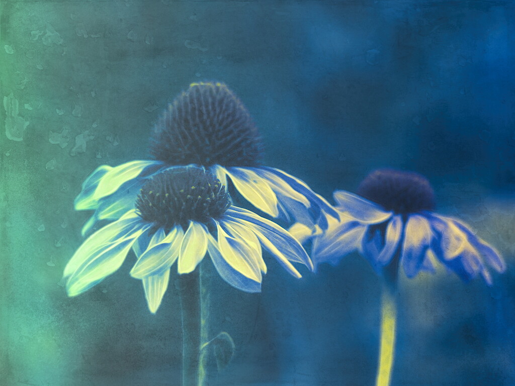Abstract sunlit coneflowers - Other Cool Photos - Topaz Community