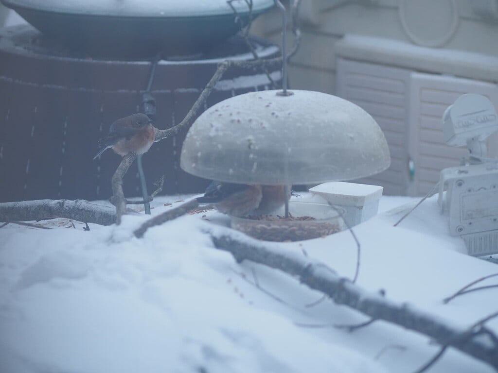 TPAI Bluebirds - People and Animals - Topaz Community