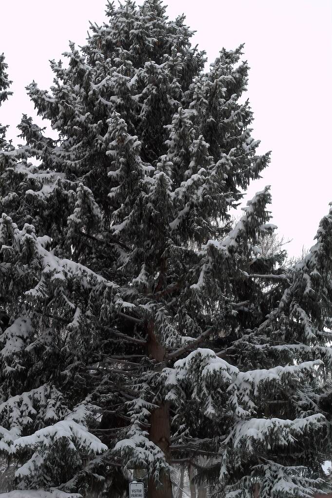Trees With Snow - Keeping it Natural - Topaz Community