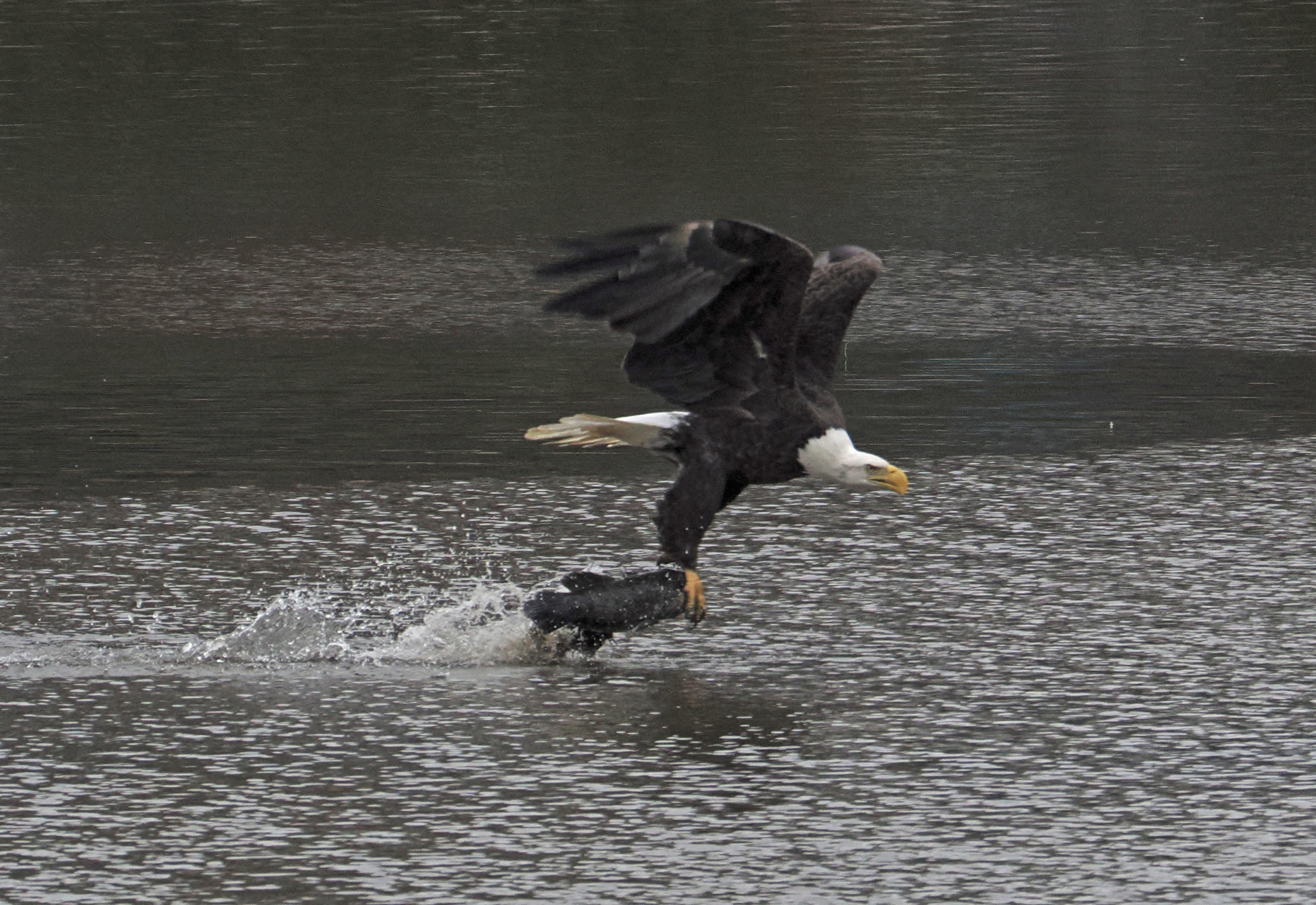 Feature improvement | Recognizing Animal Features - Ideas - Topaz Community