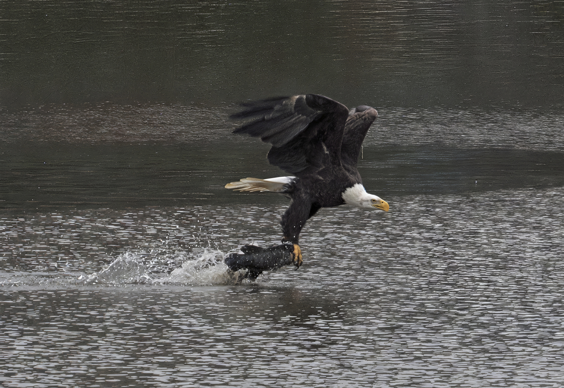 Feature improvement | Recognizing Animal Features - Ideas - Topaz Community