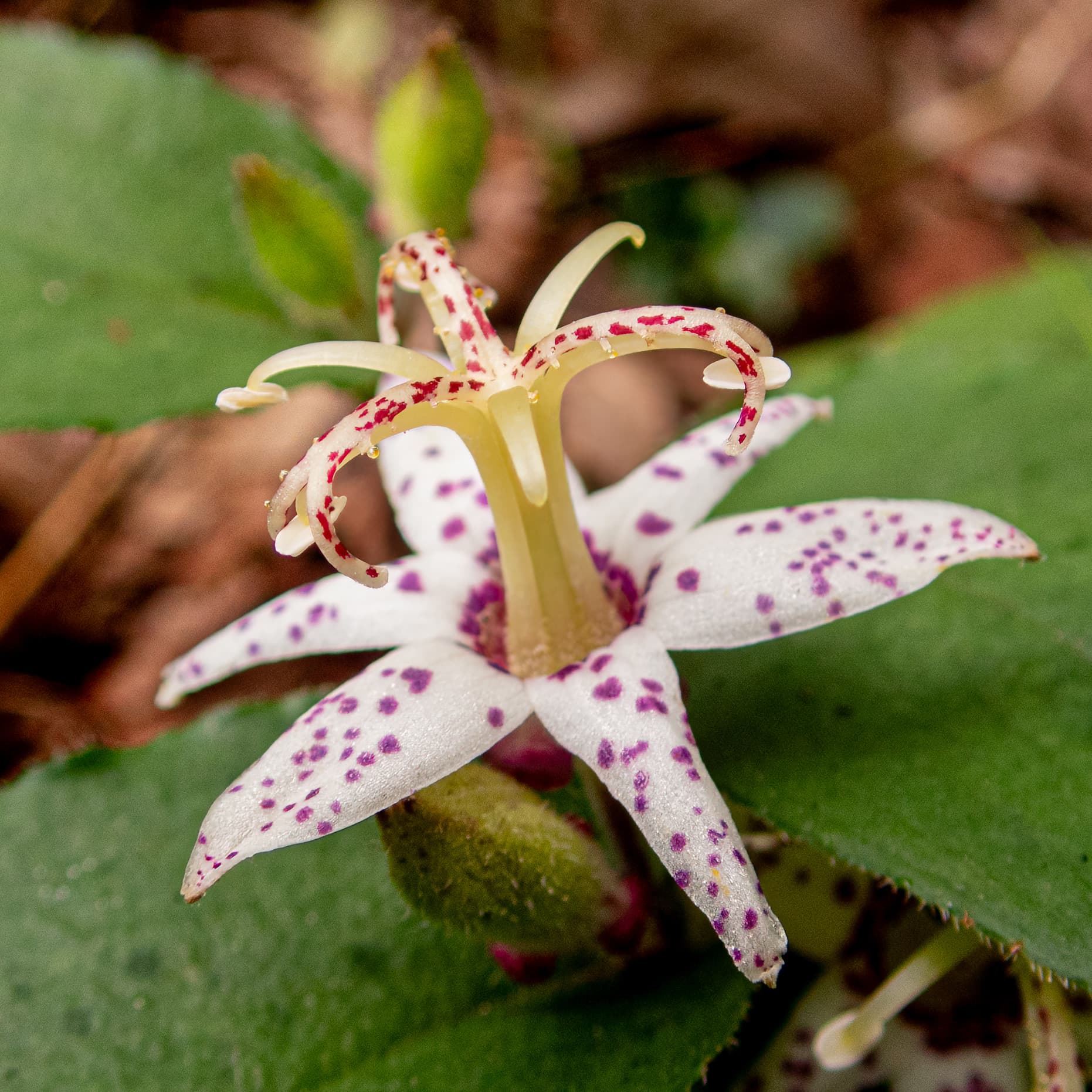 Pixel shift and strange checkerboard pattern - Bugs and Issues - Topaz ...