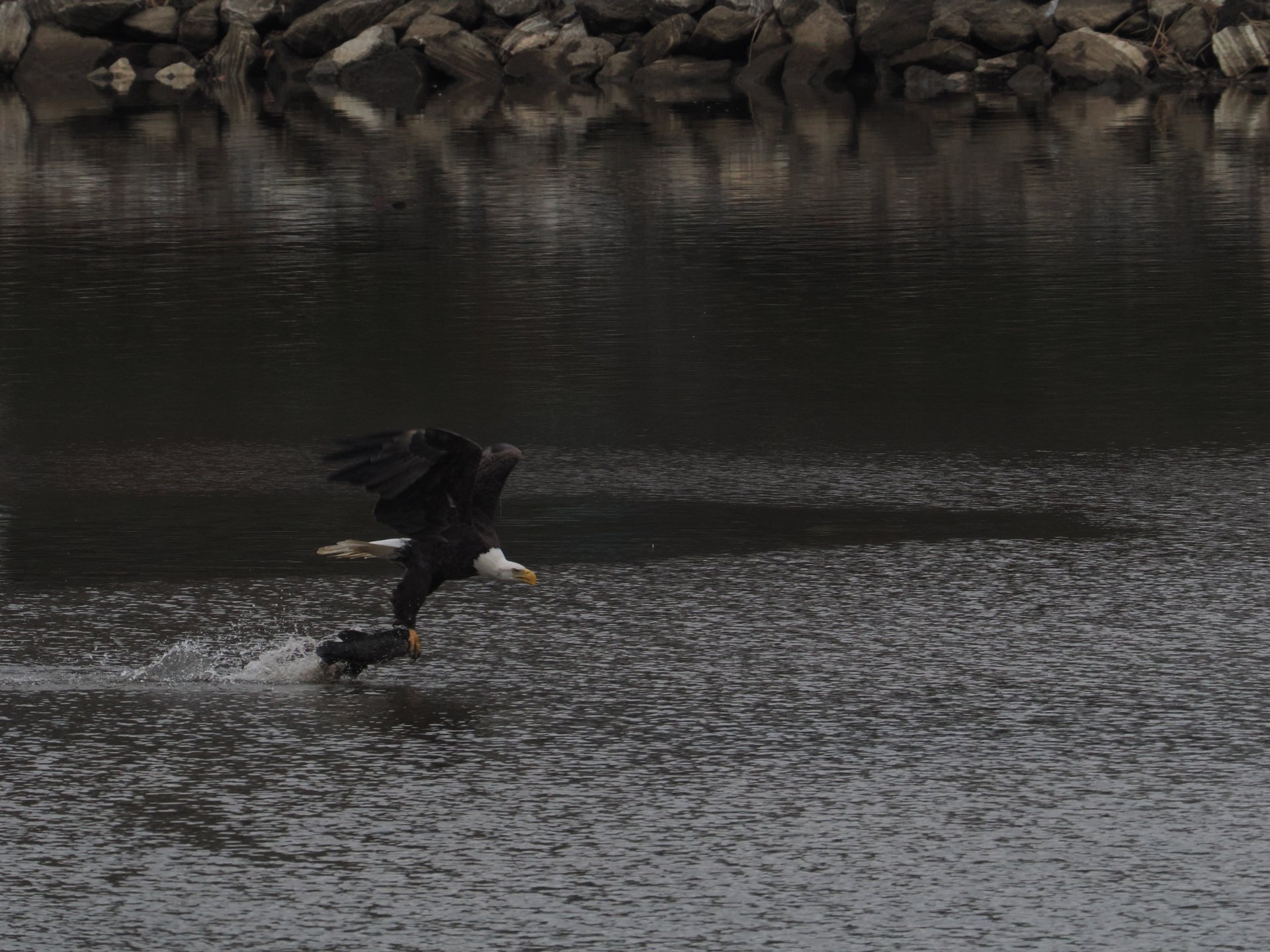 Feature improvement | AI ignored clear features and turned feathers ...