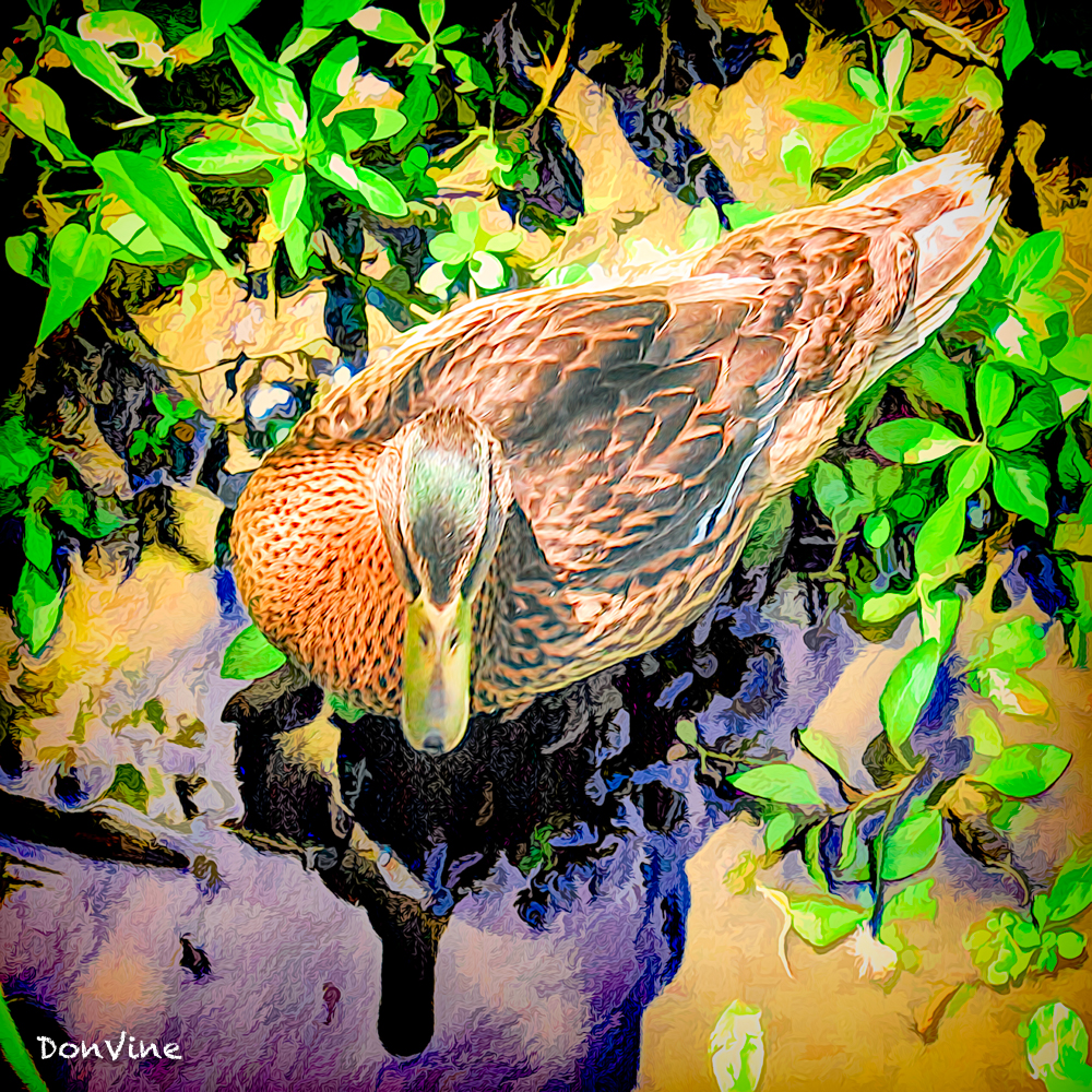 #Mallard in the Leaves - People and Animals - Topaz Community