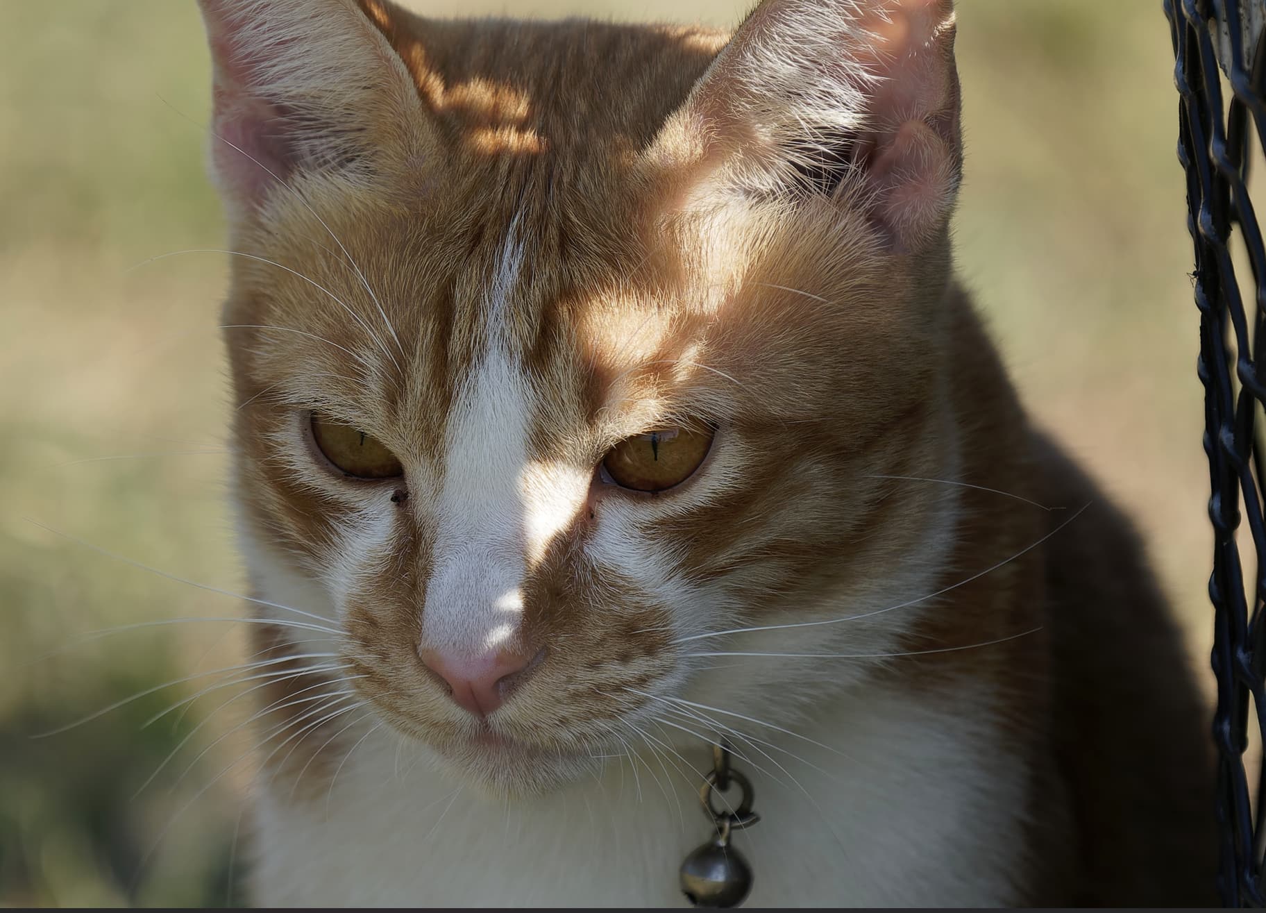 Topaz Photo AI v2.3.0 - Page 8 - Releases - Topaz Community