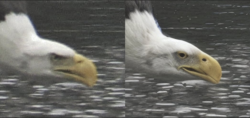 Feature improvement | AI ignored clear features and turned feathers ...