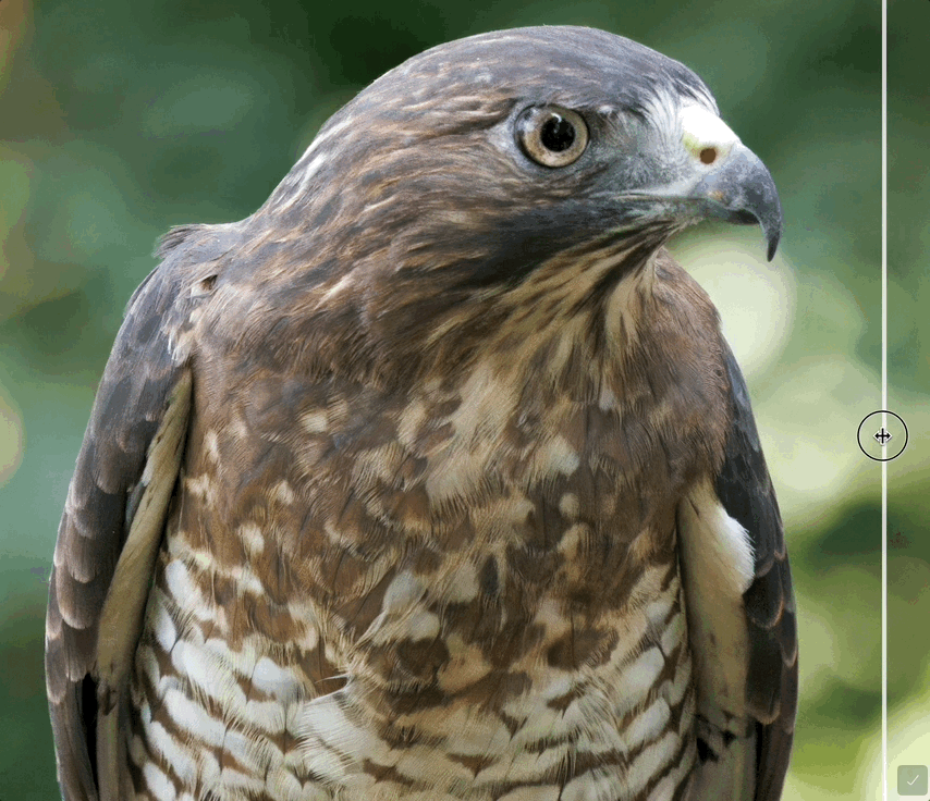 Topaz Photo v1.0.2 - Releases - Topaz Community