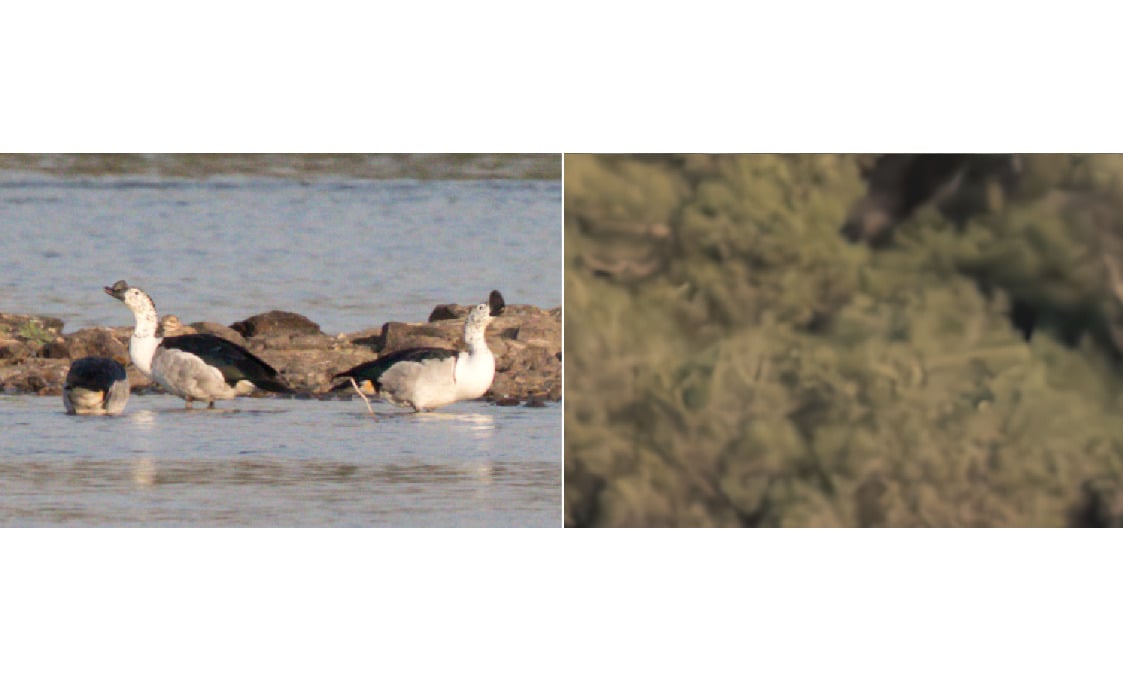 Faults at completion of each processing - Bugs and Issues - Topaz Community