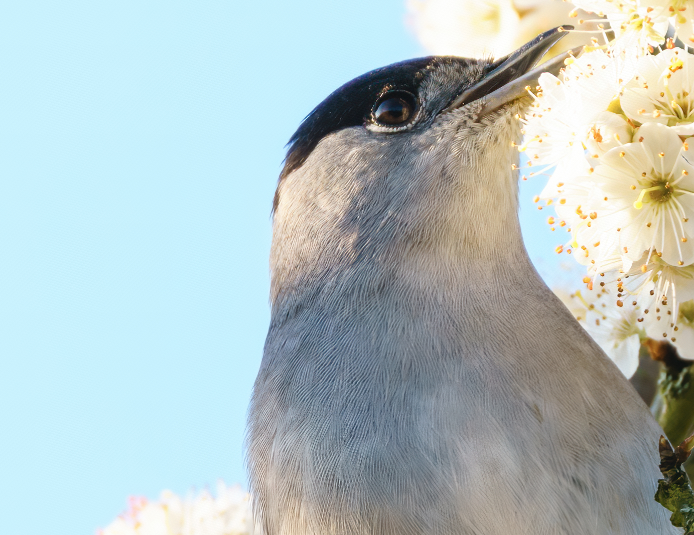 DeNoise AI 2.1.0 - #222 by chris_rabe - DeNoise AI - Topaz Community