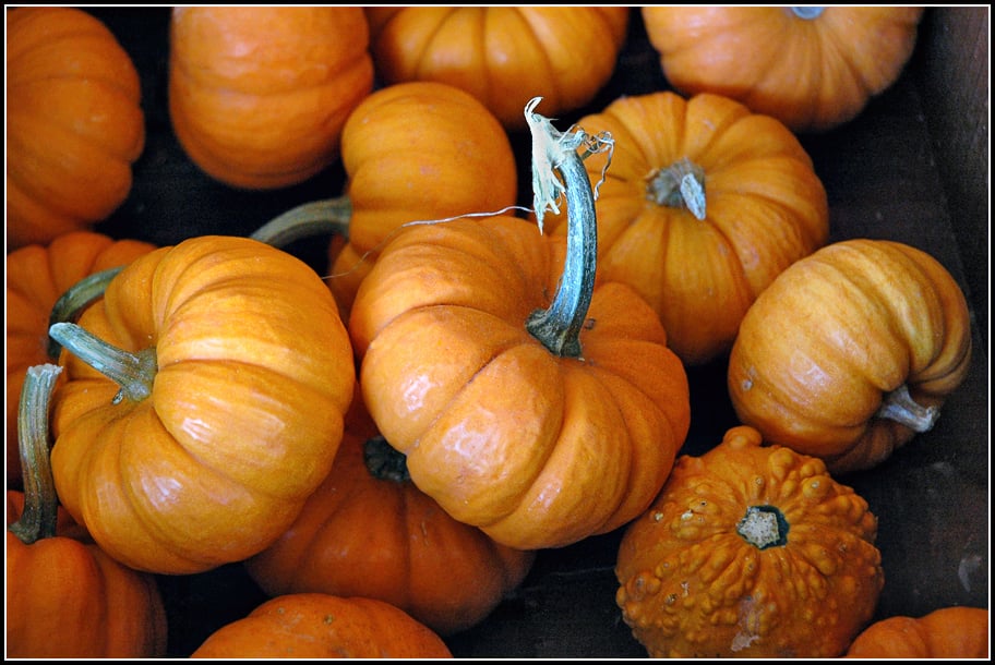 Local Fruit Store Mini Pumpkins - Other Cool Photos - Topaz Community