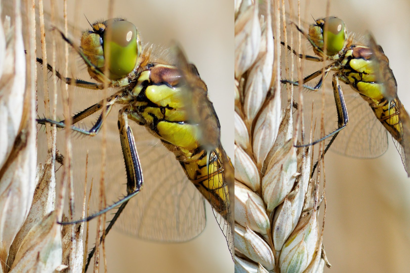 Gigapixel v5.7.3 - #207 by TPX - Releases - Topaz Community