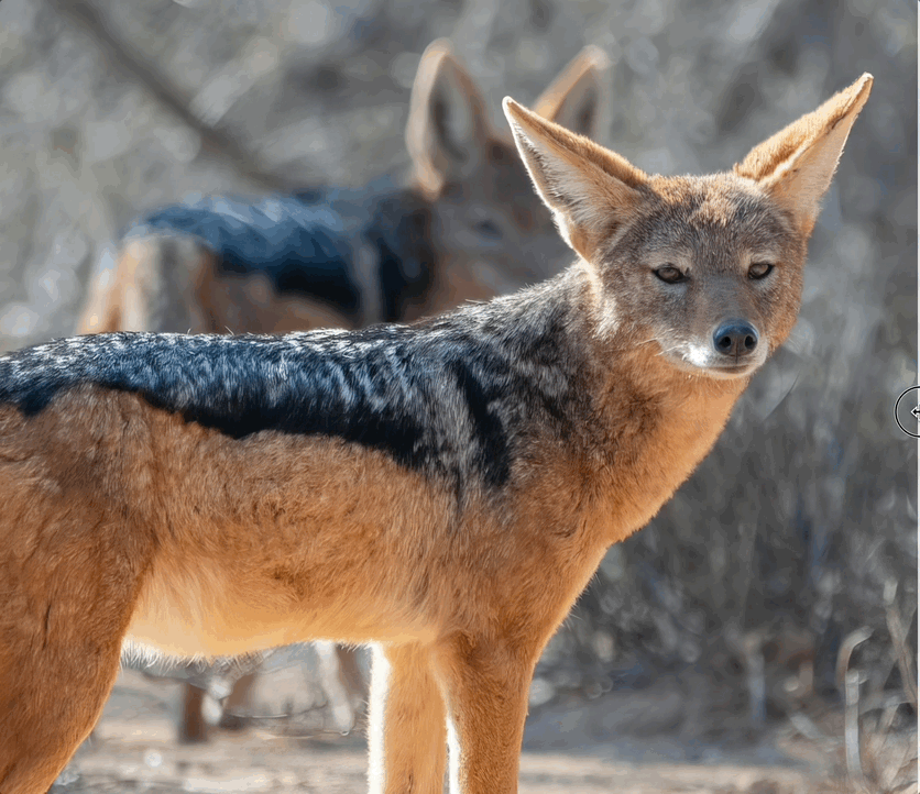 Topaz Photo v1.0.2 - Page 3 - Releases - Topaz Community