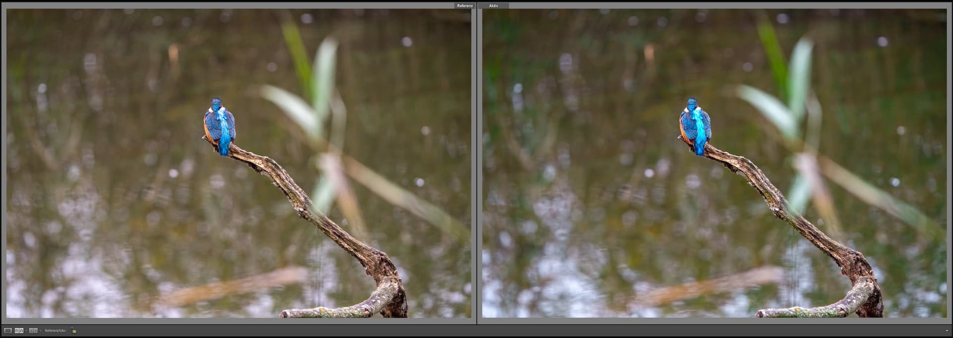 Education | Color Profiles in LrC vs In-Camera - General - Topaz Community